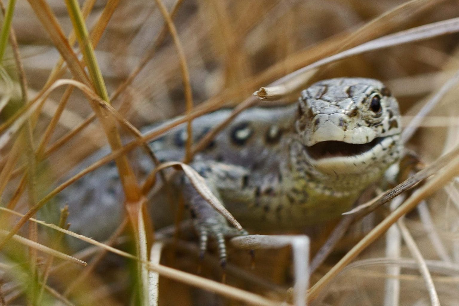 Natuurgebieden in Nederland - Discover Dutch Nature