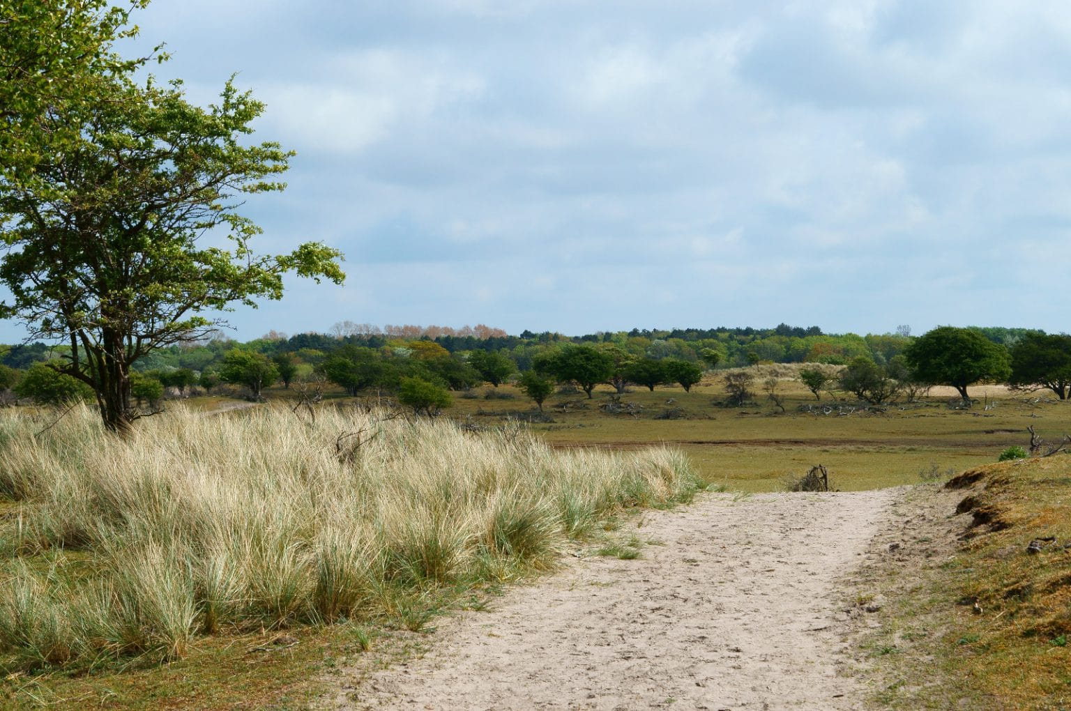5x wandelen in de Amsterdamse Waterleidingduinen - Discover Dutch Nature
