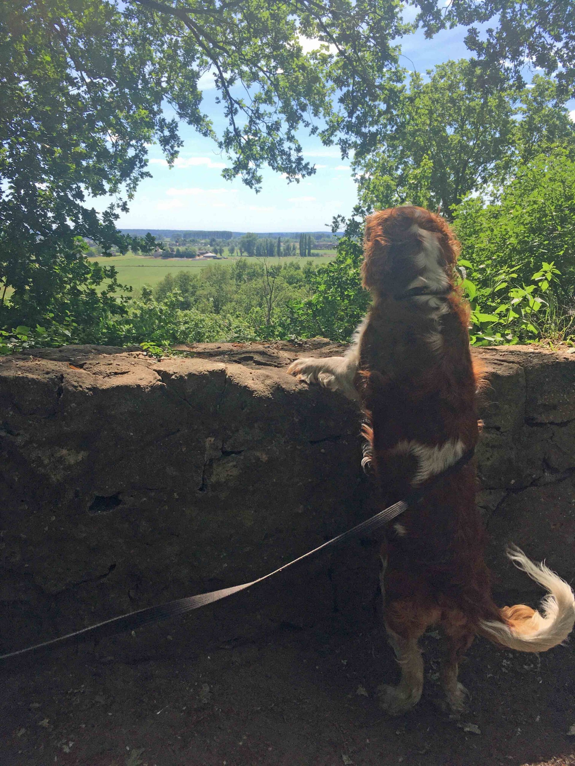 Pieterpad lopen met hond: onze ervaring - Discover Dutch Nature