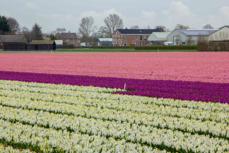 Bollenvelden route in de Bollenstreek - Discover Dutch Nature