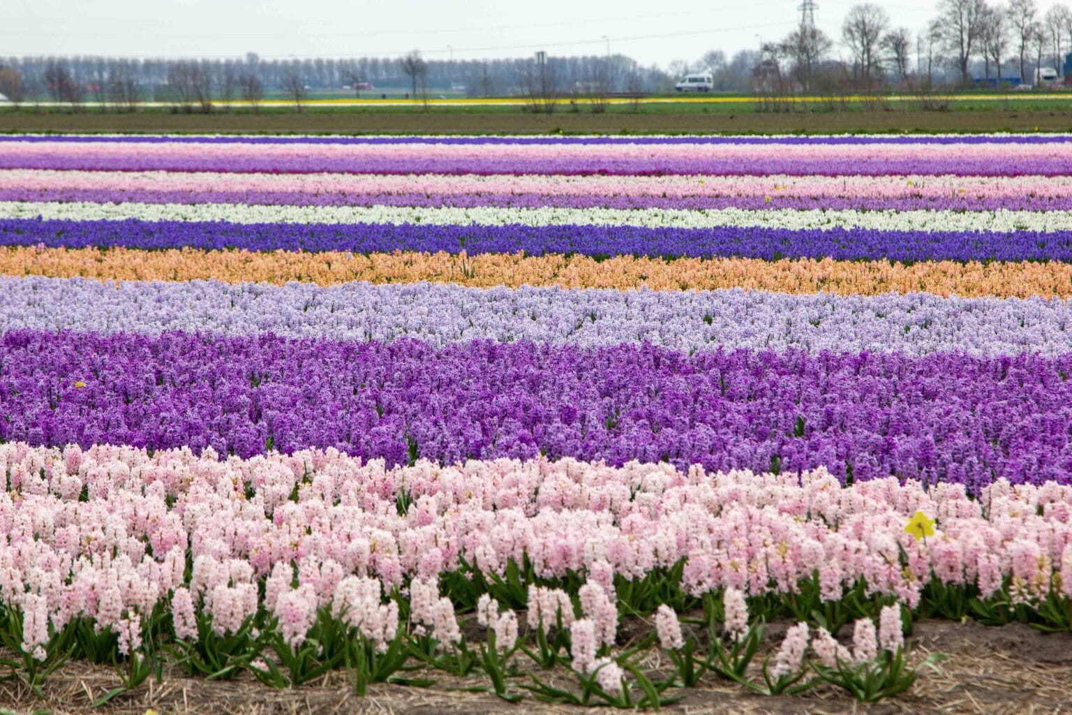 Bollenvelden route in de Bollenstreek - Discover Dutch Nature