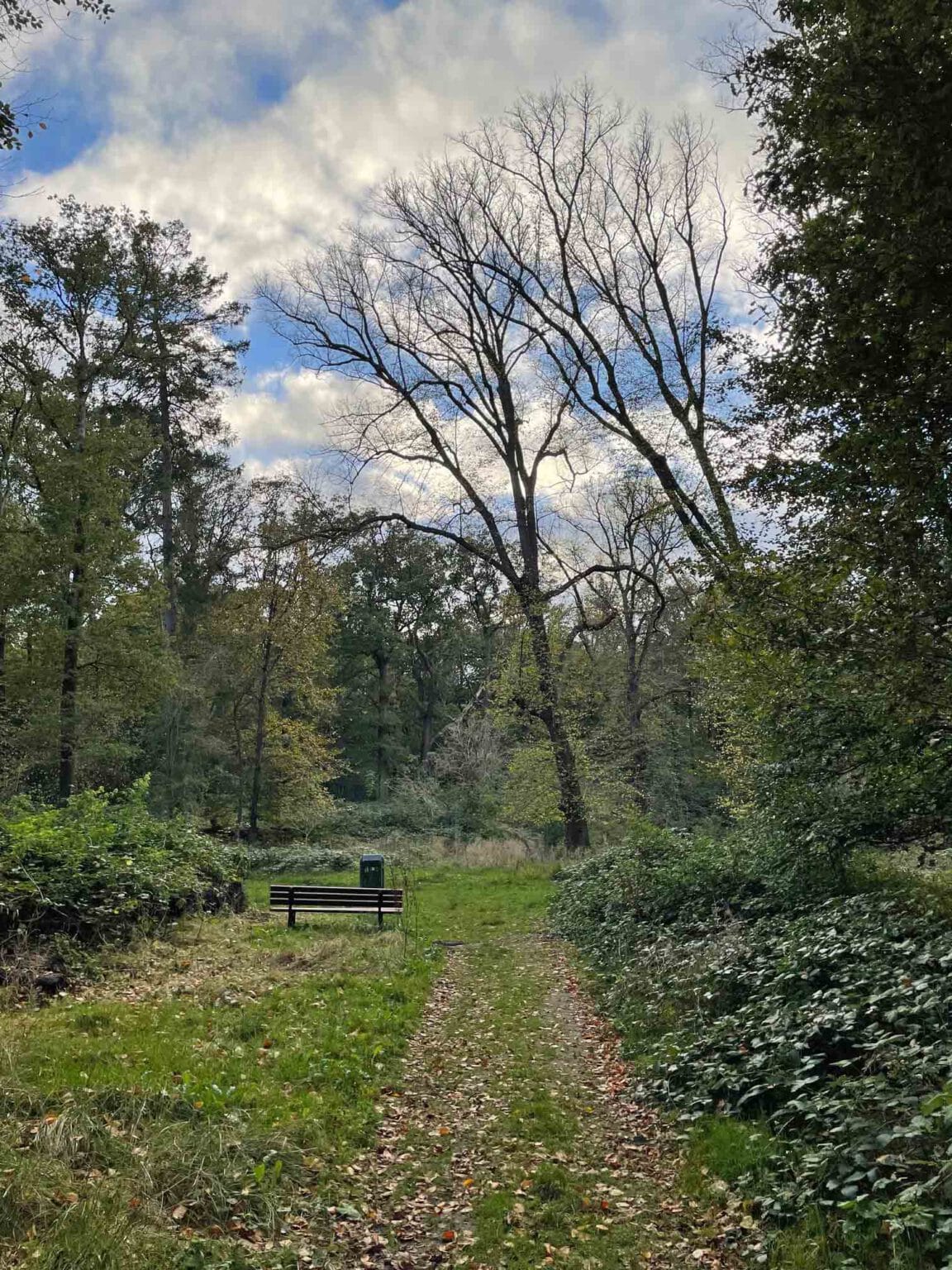 Het Groenendaalse Bos in Heemstede: alle tips en wandelroutes op een ...